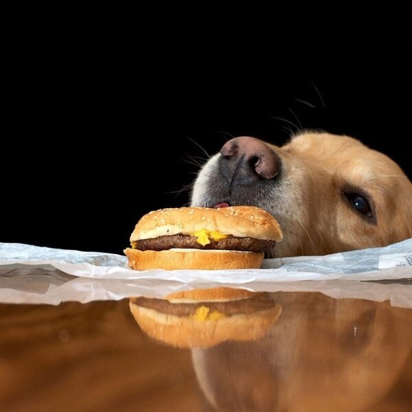 Can Dogs Eat Hamburgers? Sadly, They Cannot Have It Whole - The Goody Pet