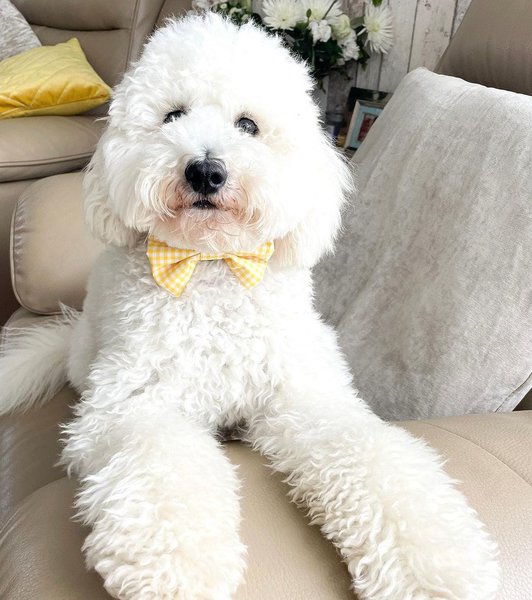 Bichon Frise Poodle Mix Your Complete Breed Guide To The Poochon The Goody Pet bichon-frise-poodle-mix-your-complete-breed-guide-to-the-poochon-the-goody-pet