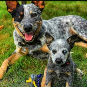 Blue Heeler: A Complete Guide To The Australian Cattle Dog - The Goody Pet
