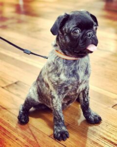 Brindle Pug: A Complete Guide To This Pug Breed - The Goody Pet