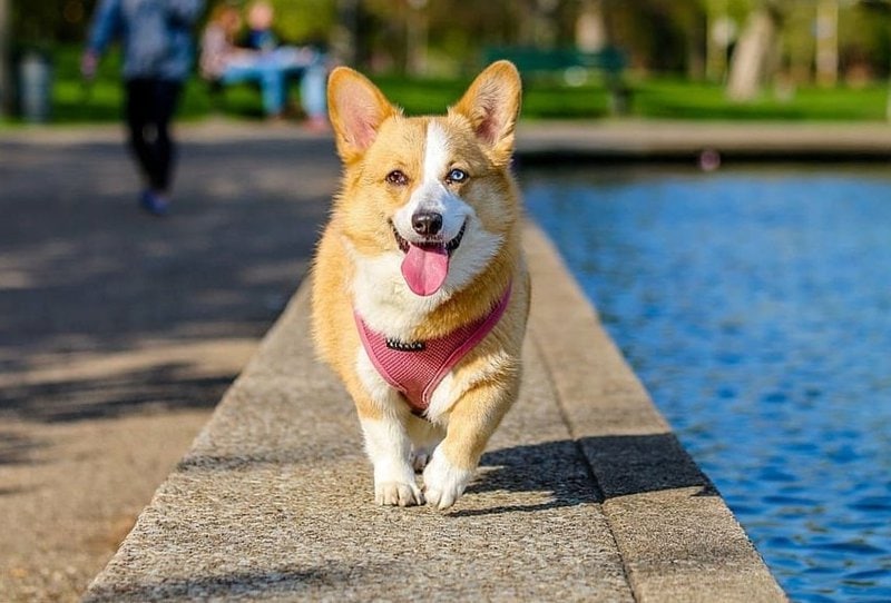 What Is A Corgi Pitbull Mix? A Complete Guide To Corgi Pit - The Goody Pet