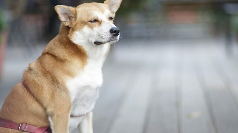 What Is A Corgi Shiba Inu Mix? A Complete Guide - The Goody Pet