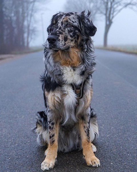 Golden Retriever Australian Shepherd Mix - Your Complete Breed Guide ...