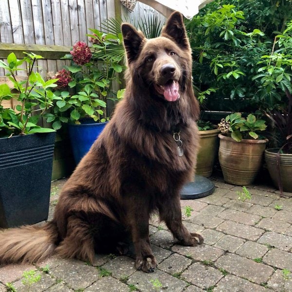 Liver German Shepherd - Your Complete Breed Guide - The Goody Pet