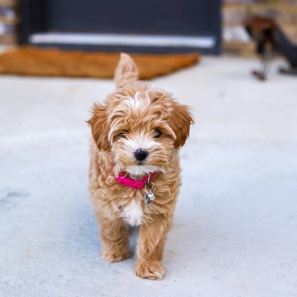 Micro Goldendoodle - Your Complete Breed Guide - The Goody Pet