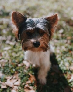 What Is A Parti Yorkie? Differences VS A Traditional Yorkie - The Goody Pet