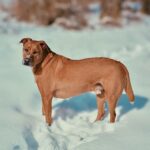 Labrador Pitbull Mix - Your Complete Pitador Breed Guide - The Goody Pet