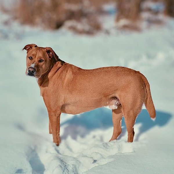 Labrador Pitbull Mix - Your Complete Pitador Breed Guide - The Goody Pet