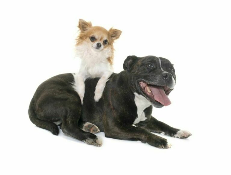 What Is A Pitbull Chihuahua Mix? Surprising Facts About The Chipit ...