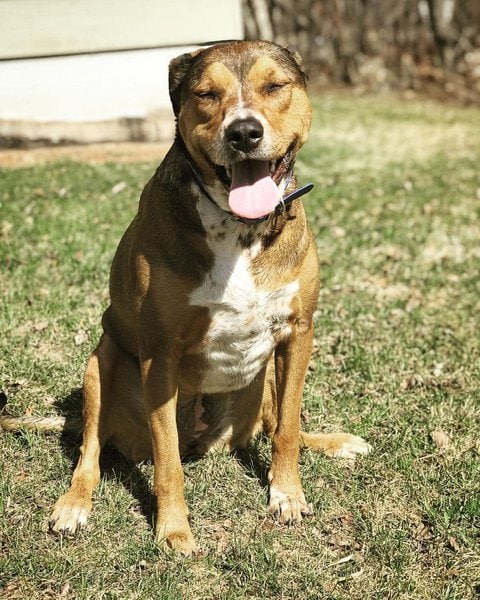 Pitbull Doberman Mix - Your Complete Breed Guide - The Goody Pet