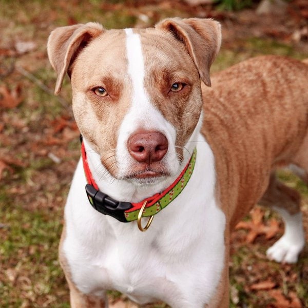 Pitbull Terrier Mix - Your Complete Pittie Mix Breed Guide - The Goody Pet