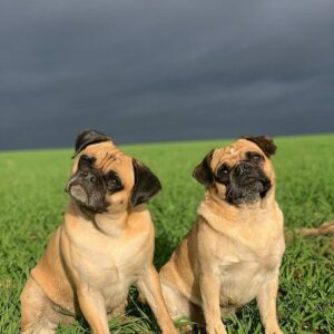 Retro Pug: A Complete Guide To This Pug Breed - The Goody Pet