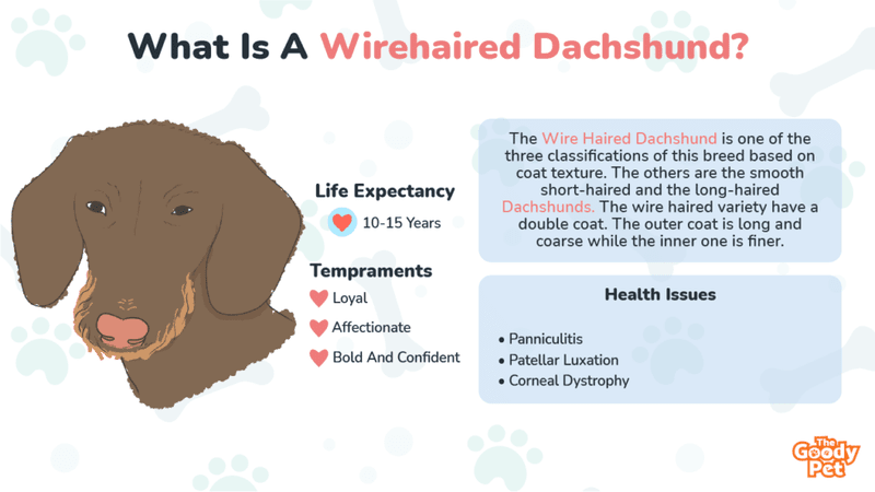 What Is A Dachshund Pitbull Mix? Information For The Pitwee - The Goody Pet