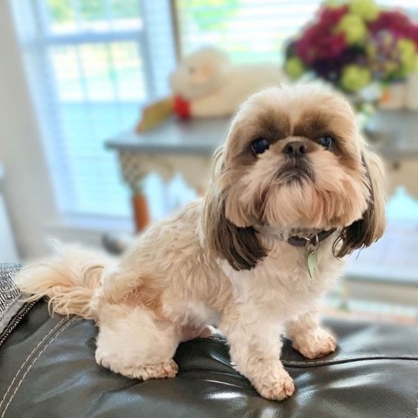 Imperial Shih Tzu - Your Complete Breed Guide To The Imperial Army's ...