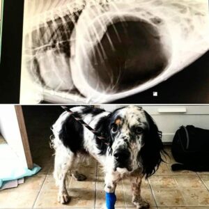 What Is GDV In Dogs - Causes, Symptoms, And Treatment - The Goody Pet