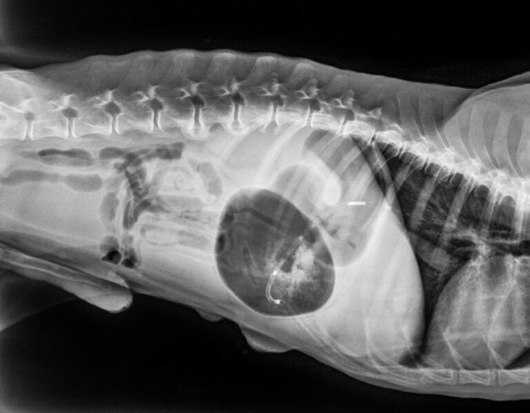 What Is GDV In Dogs - Causes, Symptoms, And Treatment - The Goody Pet