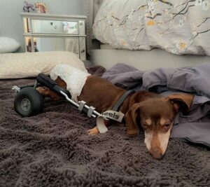 What Is IVDD In Dogs - Causes, Symptoms, And Treatment - The Goody Pet