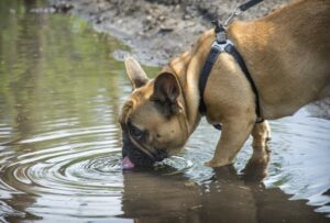 Why Do Dogs Kick Grass? Understanding This Natural Behavior - The Goody Pet
