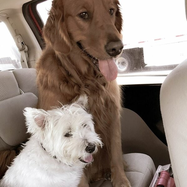 Dog's Body Temperature: What Is Normal And What Is Not? - The Goody Pet