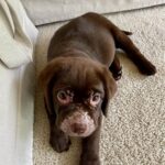 Puppy Strangles Disease: Everything You Need To Know - The Goody Pet