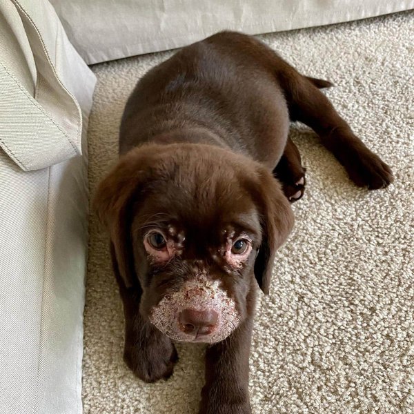 Puppy Strangles Disease: Everything You Need To Know - The Goody Pet