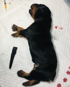 Why Do People Dock Dogs’ Tails? Understanding The Truth Behind Tail Docking Practices - The ...