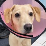 Yellow Labrador - Your Complete Breed Guide - The Goody Pet