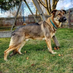 King German Shepherd - Your Complete Breed Guide - The Goody Pet