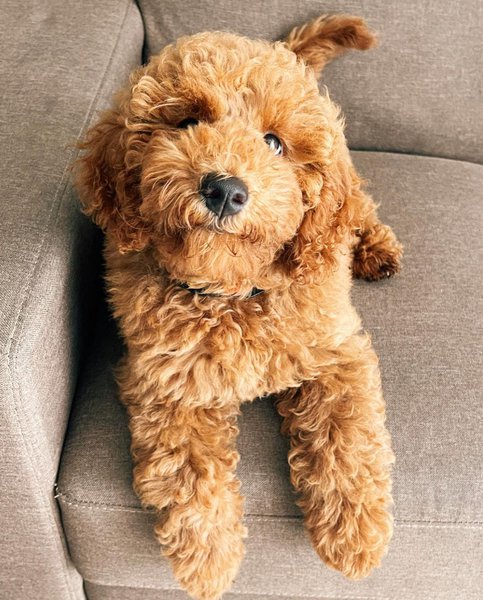 Golden Poodle - Your Complete Breed Guide To The Goldendoodle - The ...