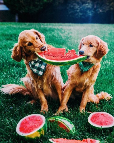 Can Dogs Eat Melon? Types Of Melon To Absolutely Avoid - The Goody Pet