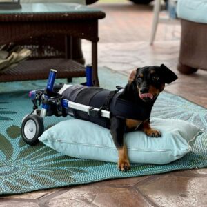 What Is IVDD In Dogs - Causes, Symptoms, And Treatment - The Goody Pet