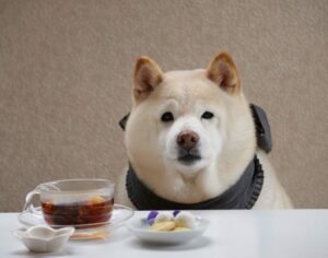 Fat Shiba Inu - Is My Shiba Inu Overweight? - The Goody Pet