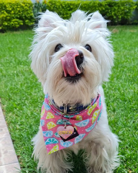 Can Dogs Have Bread Dough? Is It Safe? - The Goody Pet