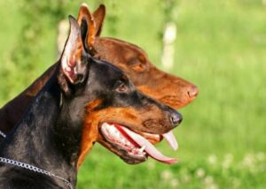 6 Colors And Patterns Of A Doberman Pinscher - The Goody Pet