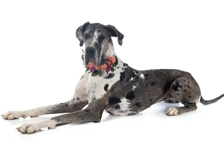 19 Majestic Colors And Patterns Of A Great Dane - The Goody Pet