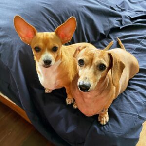 What Is A Chihuahua Dachshund Mix? Surprising Information On The ...