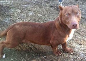 What Is A Dachshund Pitbull Mix? Information For The Pitwee - The Goody Pet