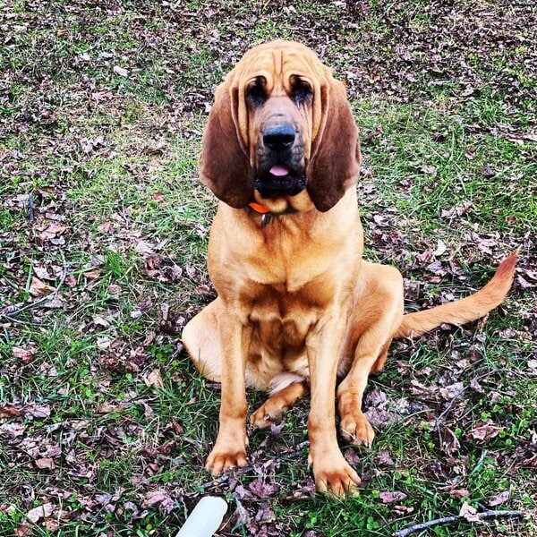 How Much Do Bloodhounds Cost (January 2024) - The Goody Pet