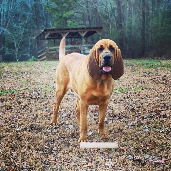 How Much Do Bloodhounds Cost (January 2024) - The Goody Pet