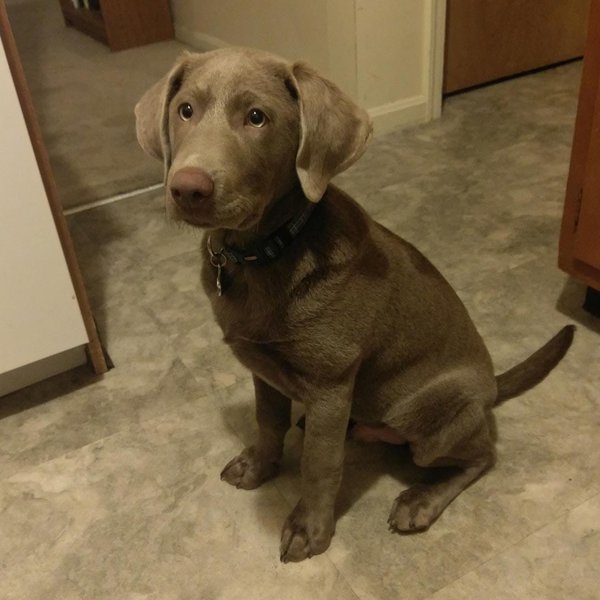 Silver Labrador - Your Complete Breed Guide - The Goody Pet