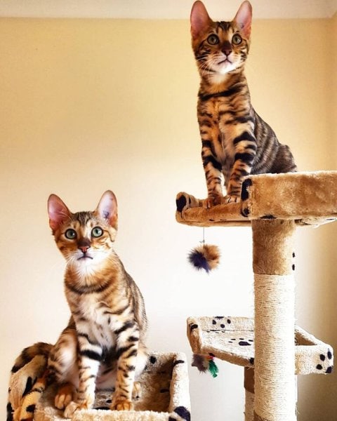 Toyger Cats - Your Complete Cat Breed Guide - The Goody Pet