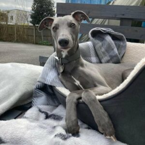 22 Blue Dog Breeds That You Never Know Existed - The Goody Pet