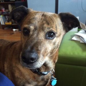 41 Pitbull Mixes That You Would Find Adorable - The Goody Pet