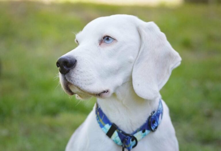 21 Delightful Colors And Patterns Of A Beagle - The Goody Pet