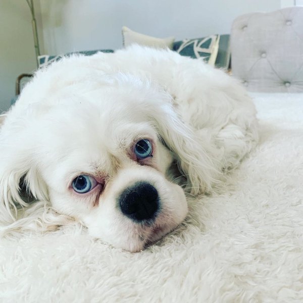 9 Knightly Colors And Patterns Of A Cavalier King Charles Spaniel - The ...