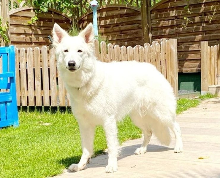 229 White Dog Names Only For The Whitest Whites - The Goody Pet