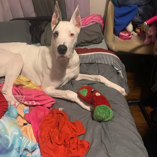 19 Majestic Colors And Patterns Of A Great Dane - The Goody Pet