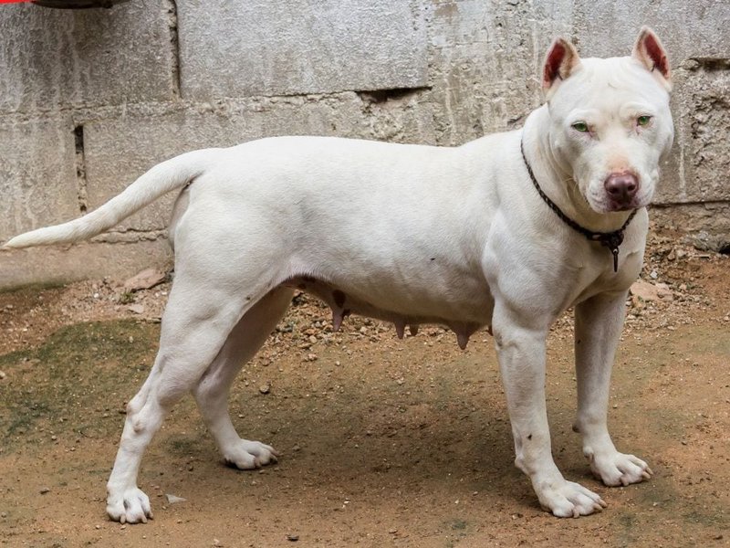 What Does A Albino Dog Look Like
