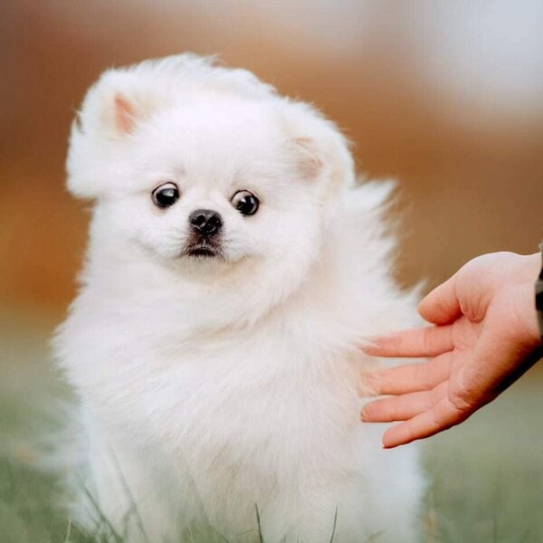 White Pomeranian - Your Complete Breed Guide - The Goody Pet