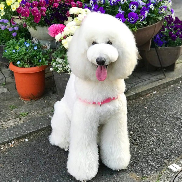 White Poodle - Your Complete Breed Guide - The Goody Pet